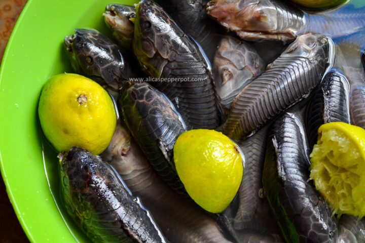 Hassar Curry (armored catfish) » Alica's Pepperpot